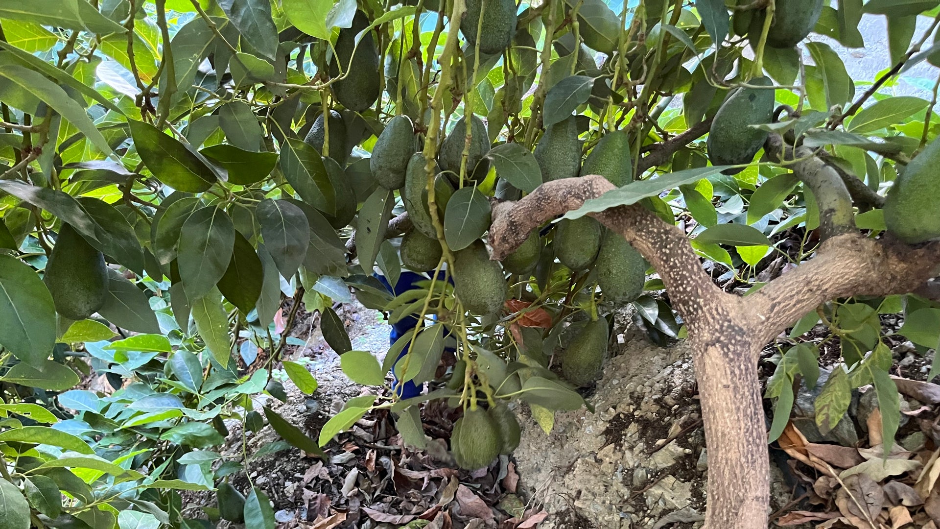 Asaja Denuncia Una Oleada De Robos En Fincas De Aguacates De La